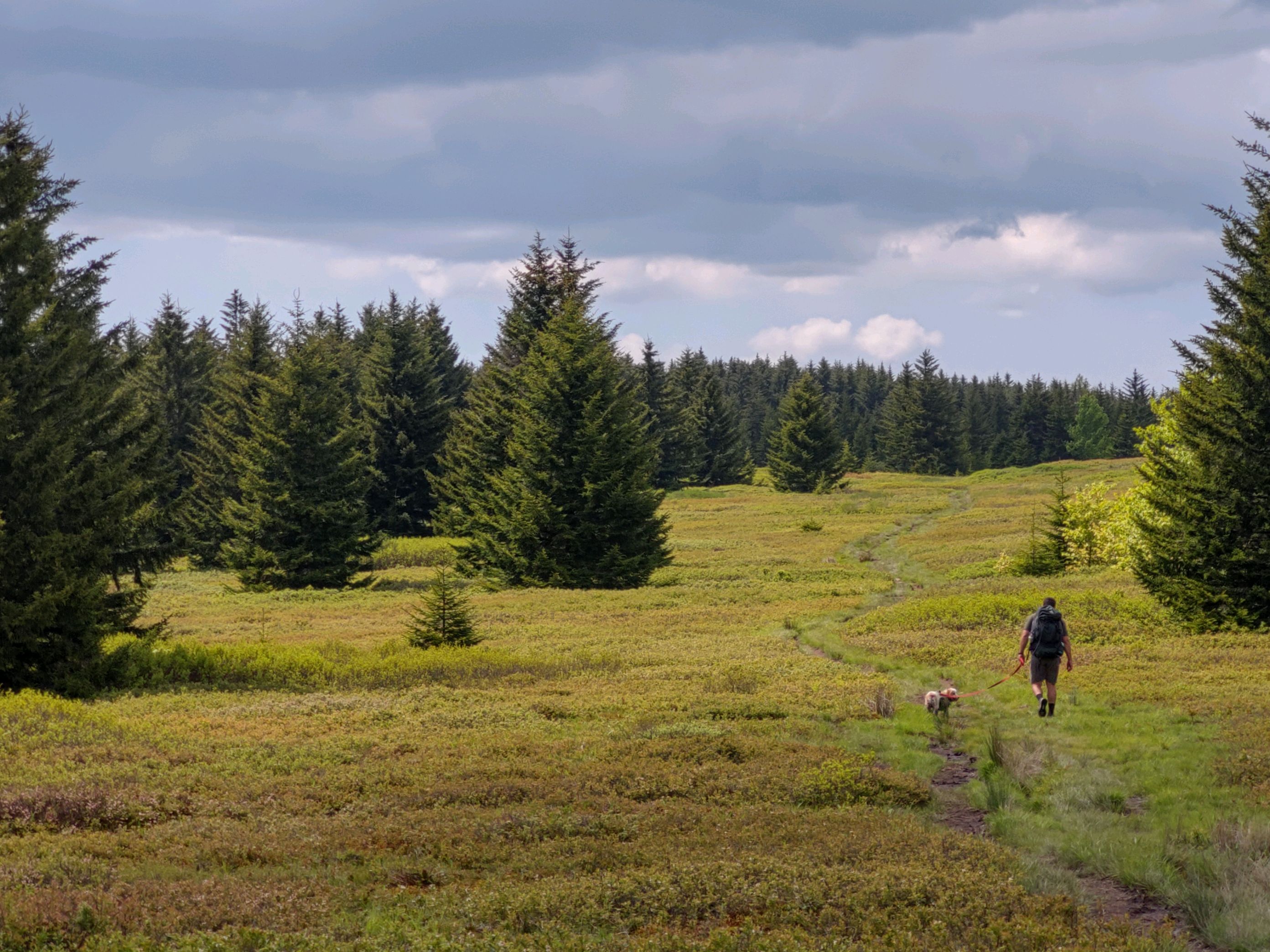 Dolly Sods Wilderness Backpacking – Nomadic Endurance